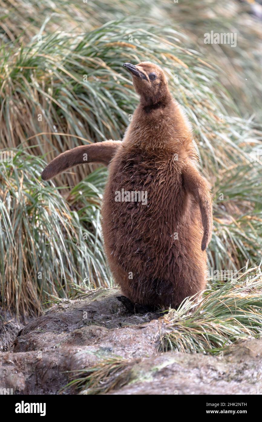Southern Ocean, South Georgia. Portrait of a large chick fully covered ...