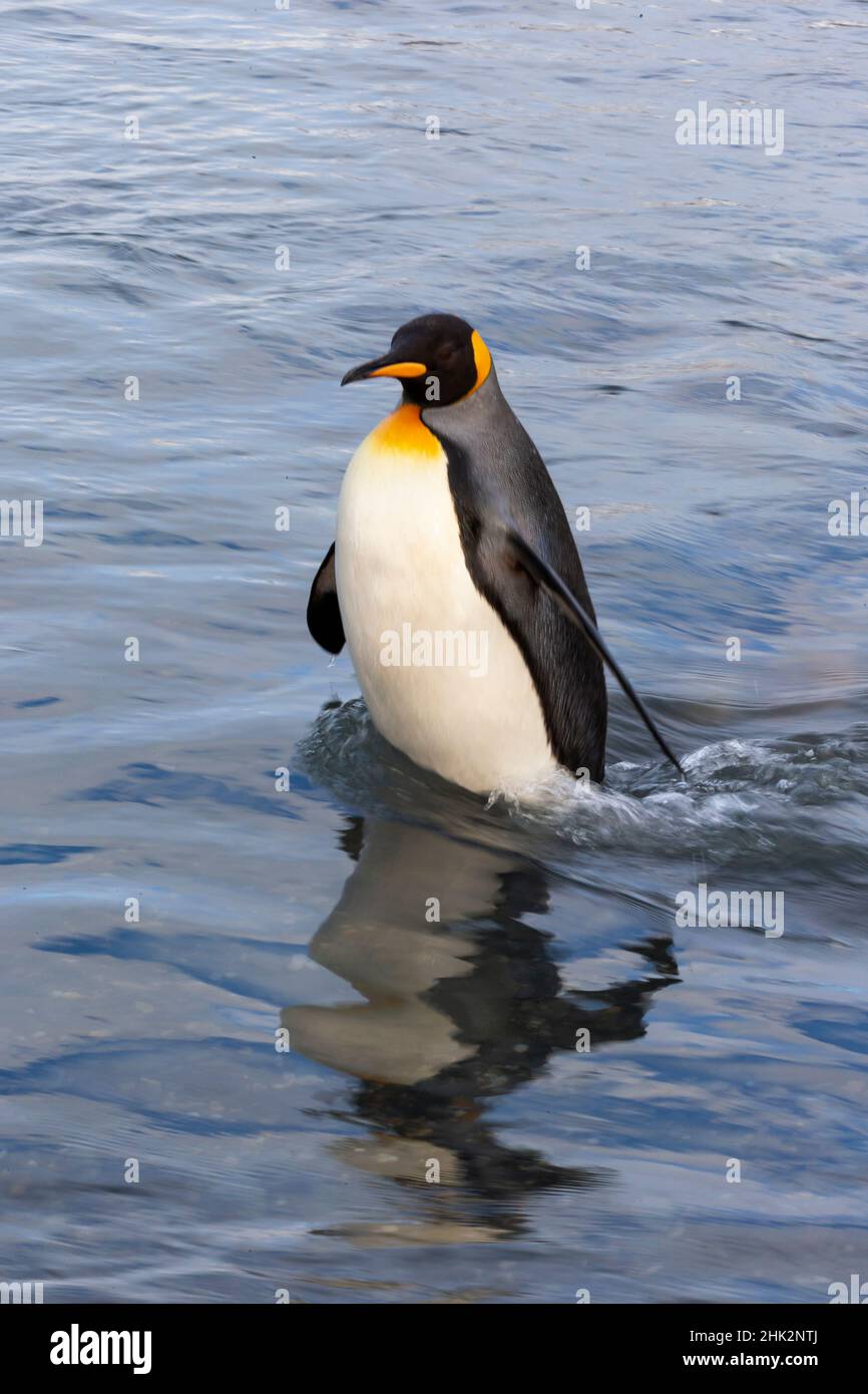 Southern Ocean, South Georgia. A king penguin wades through the water ...