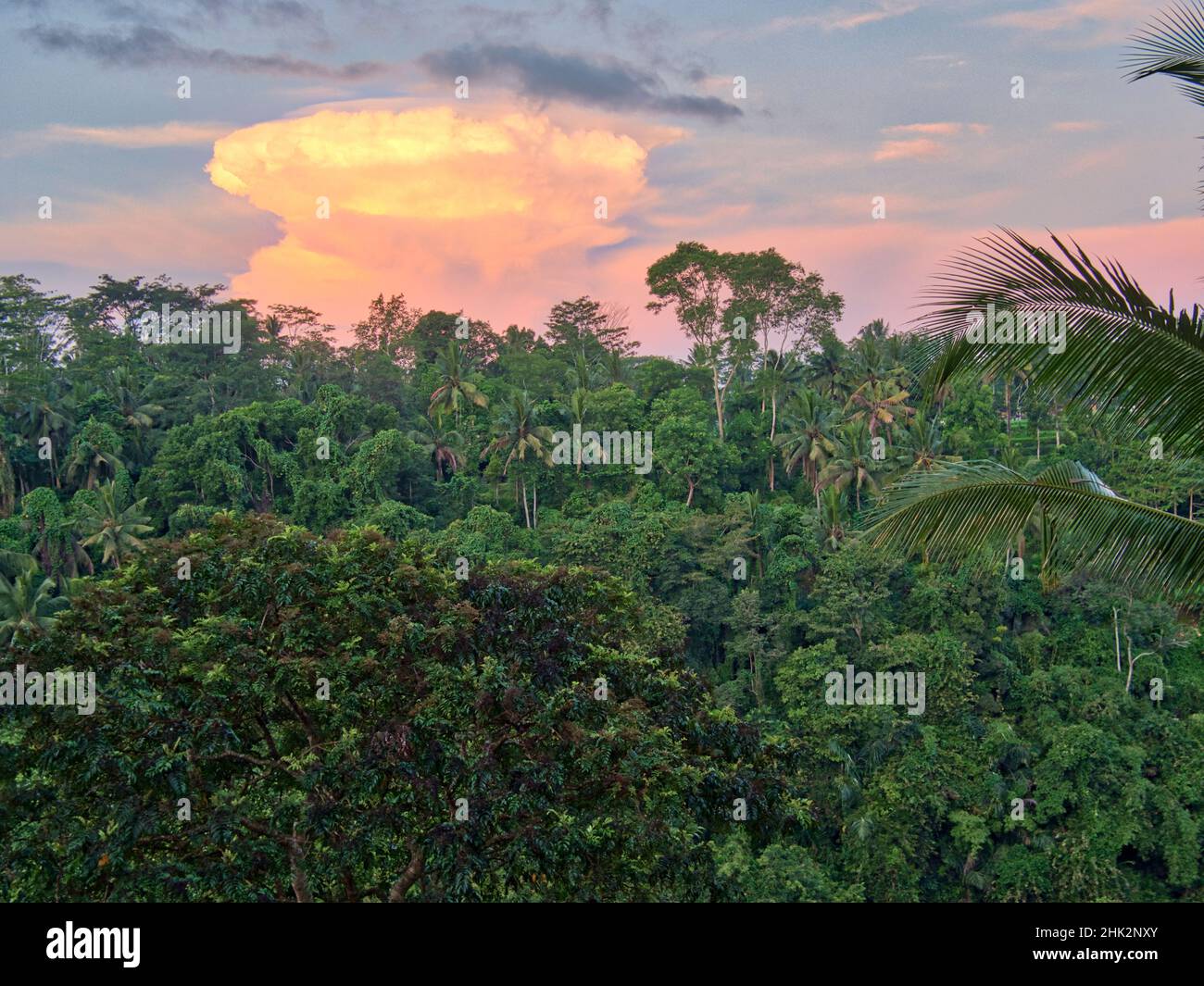 Indonesia, Bali, Ubud. Sunrise in the rainforest Stock Photo - Alamy