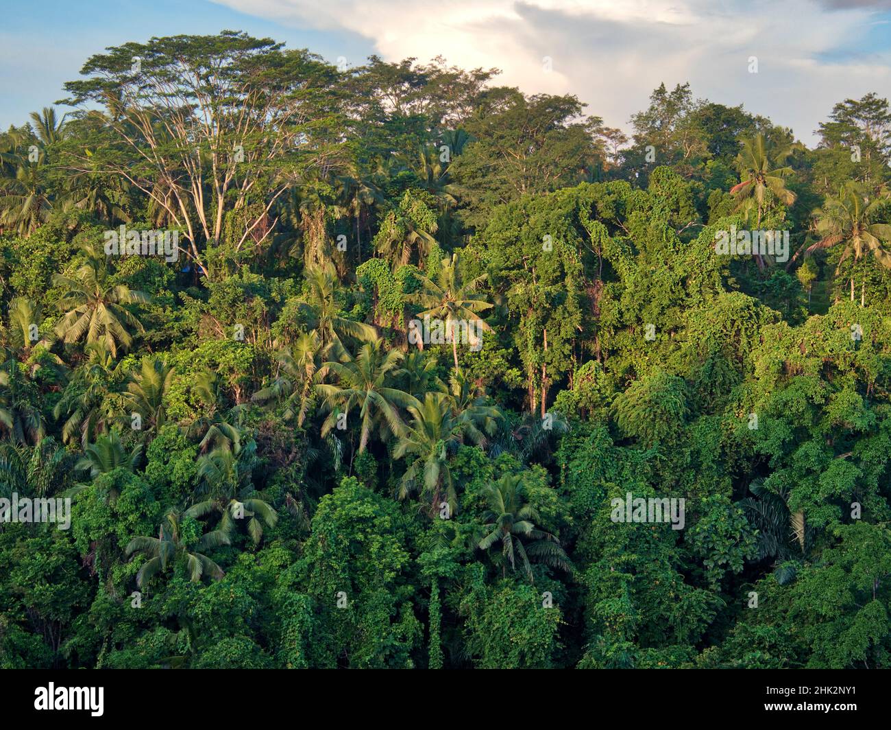 Indonesia, Bali, Ubud. Bali rainforest Stock Photo - Alamy