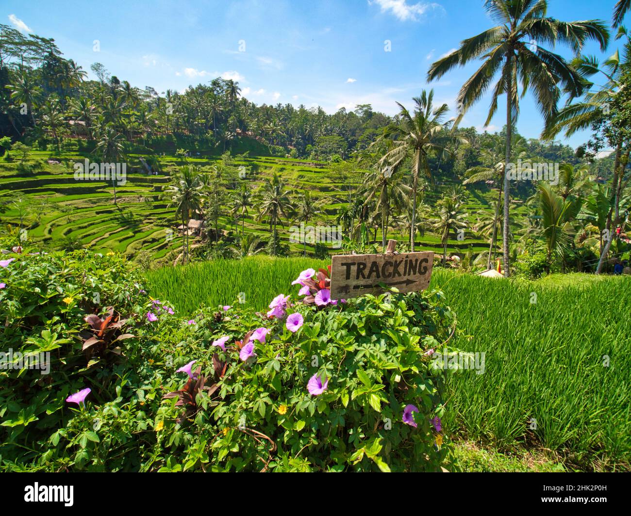 Indonesia, Bali, Ubud. Tegallalang Rice Terraces near Ubud Hiking Trail ...