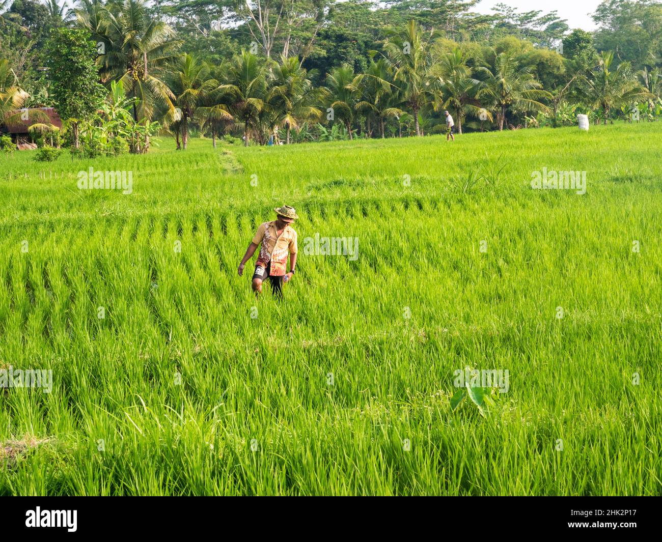 Indonesia, Bali, Ubud. Farmer working in the rice fields Stock Photo ...