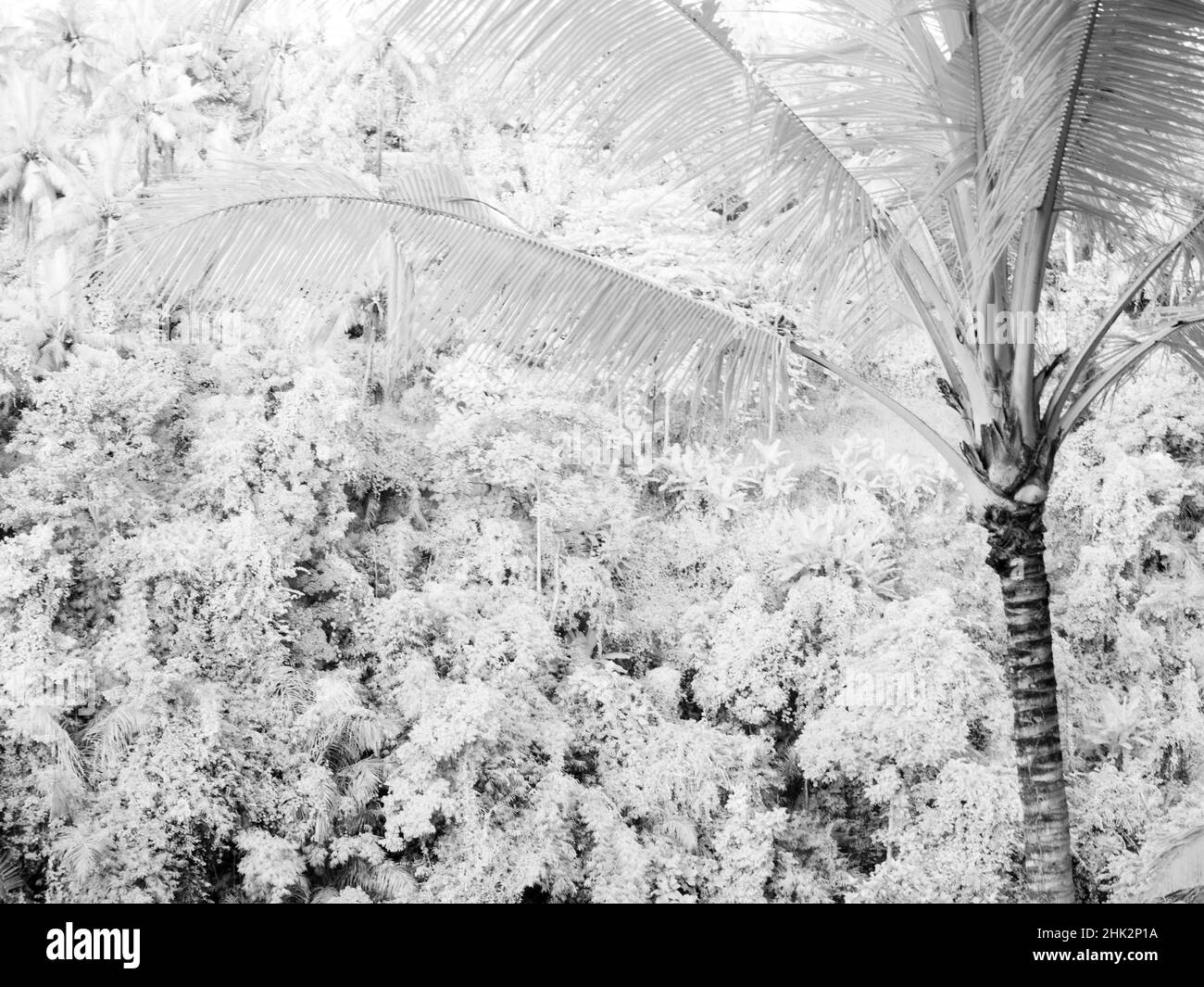 Bali, Ubud. Bali rainforest Stock Photo - Alamy