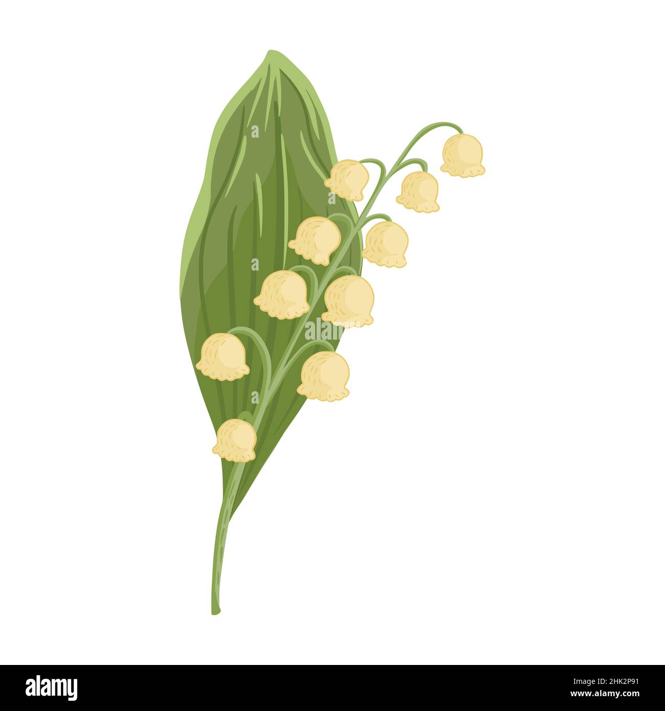 Flower lily of the valley with leaf isolated on white background. Beautiful hand drawn botanical ...