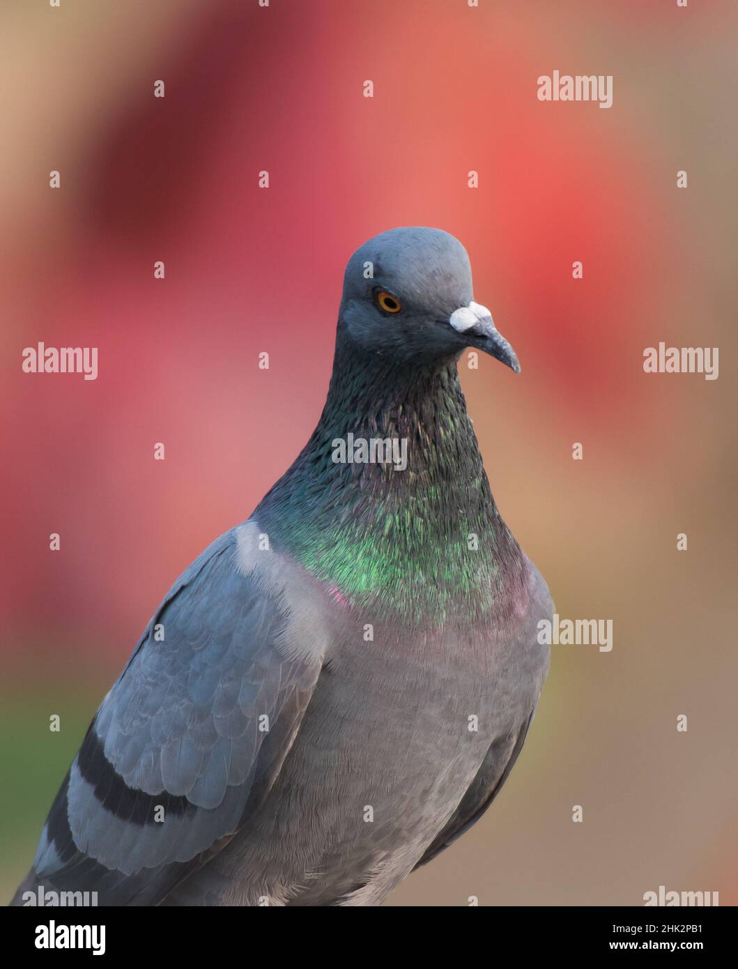 Colours of Life.. Rock Dove Stock Photo - Alamy