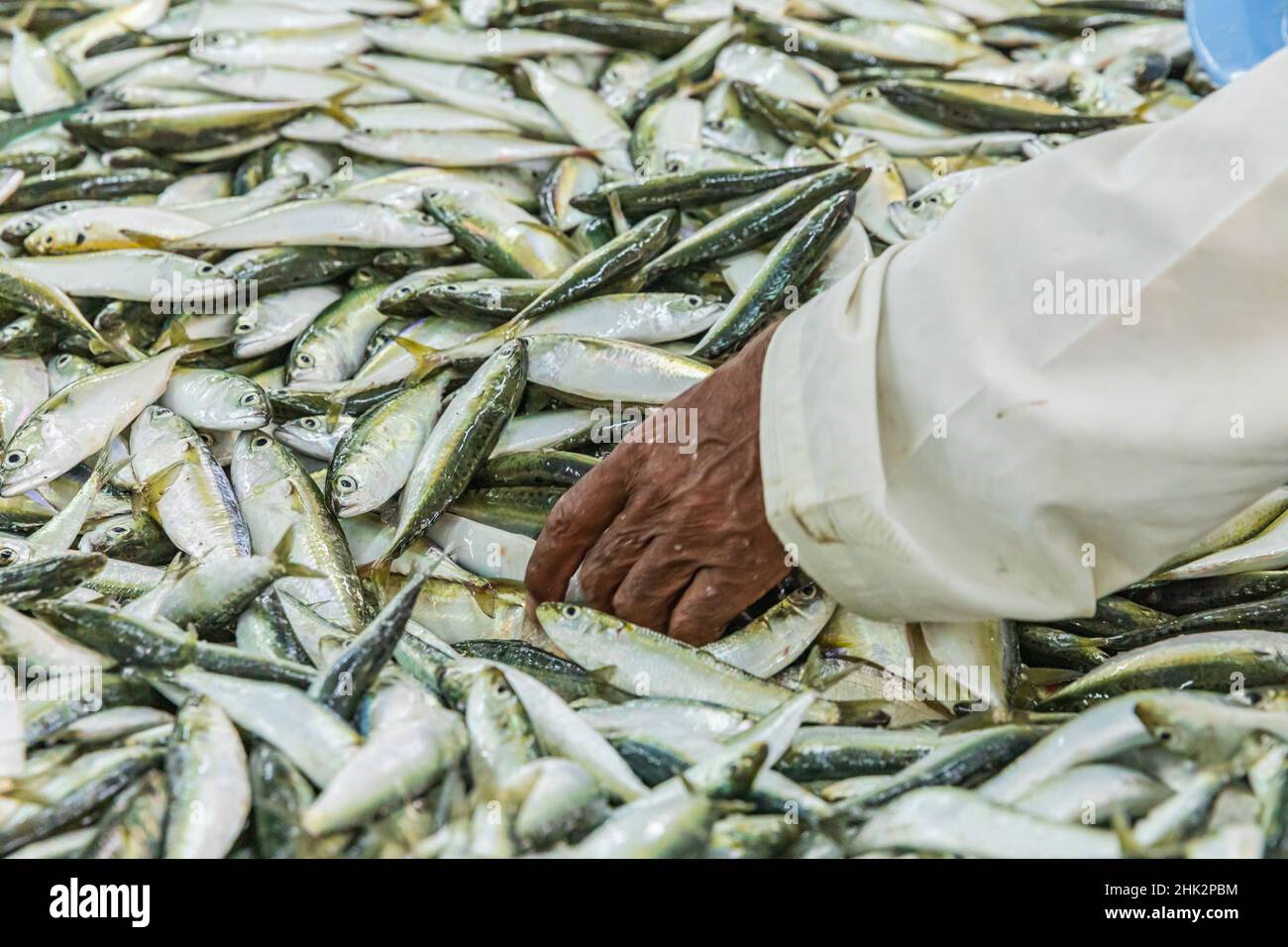 Middle East, Arabian Peninsula, Oman, Muscat, Muttrah. Fish for sale at ...