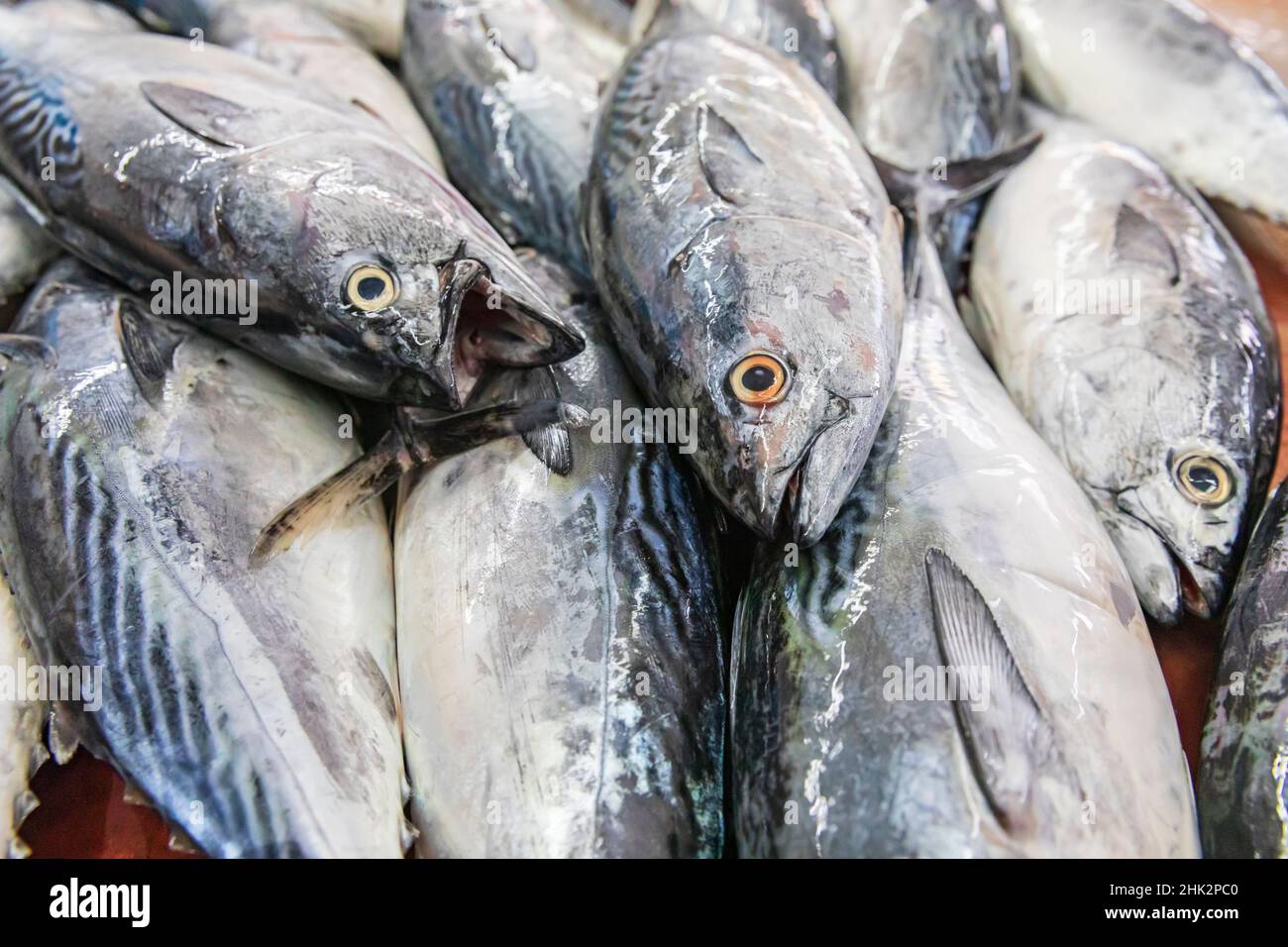 Middle East, Arabian Peninsula, Oman, Muscat, Muttrah. Mackerel for ...