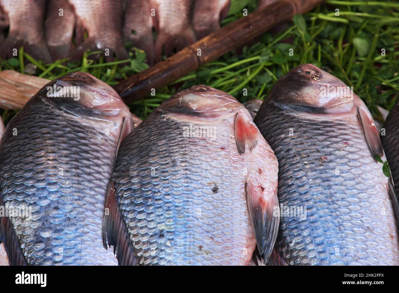 The local market, bazaar in Peshawar, Pakistan Stock Photo - Alamy