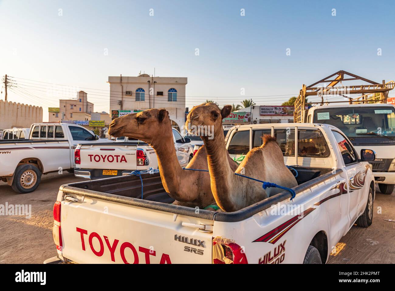 Middle East, Arabian Peninsula, Oman, Al Batinah South, Sinaw. Camels ...