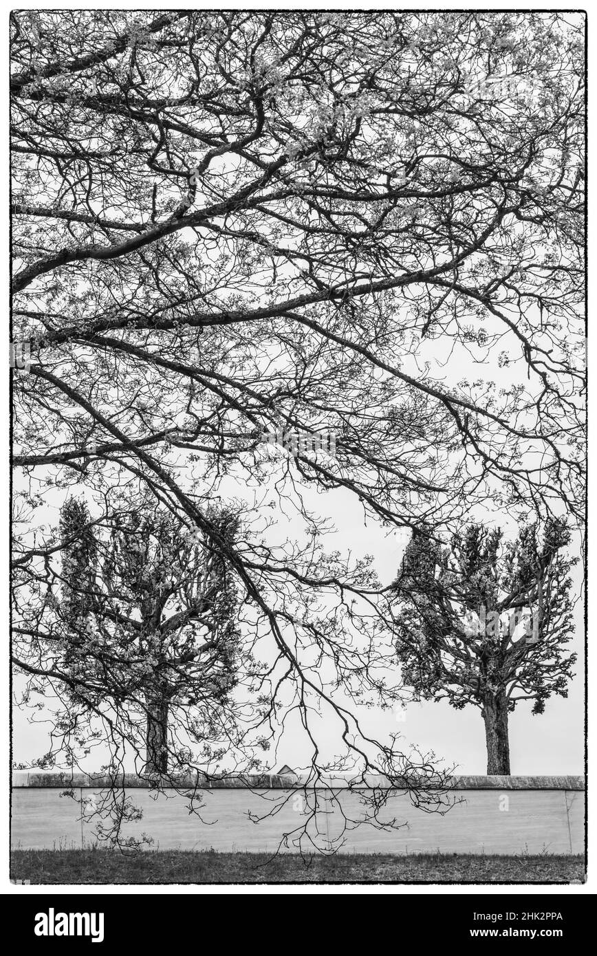 Sweden, Stockholm, trees, early spring Stock Photo - Alamy