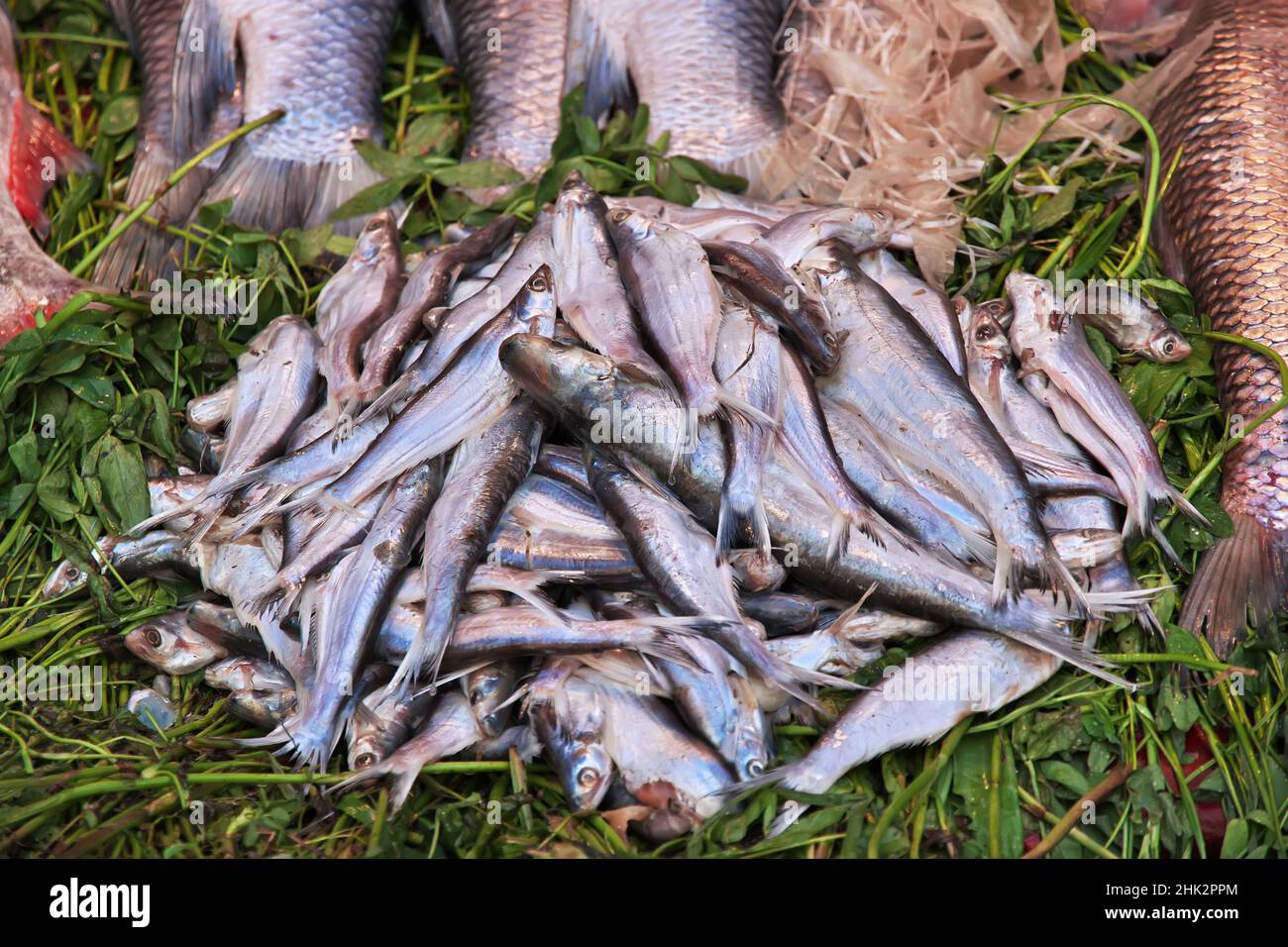 The local market, bazaar in Peshawar, Pakistan Stock Photo - Alamy