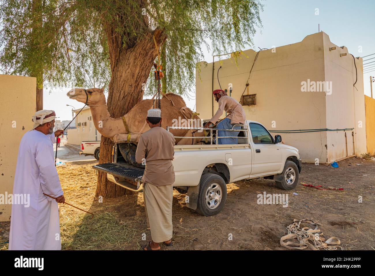 Middle East, Arabian Peninsula, Oman, Al Batinah South, Sinaw. Men ...