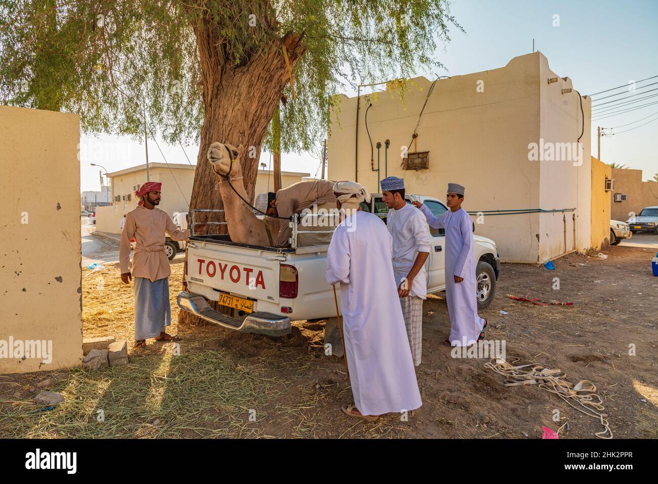 Middle East, Arabian Peninsula, Oman, Al Batinah South, Sinaw. Men ...