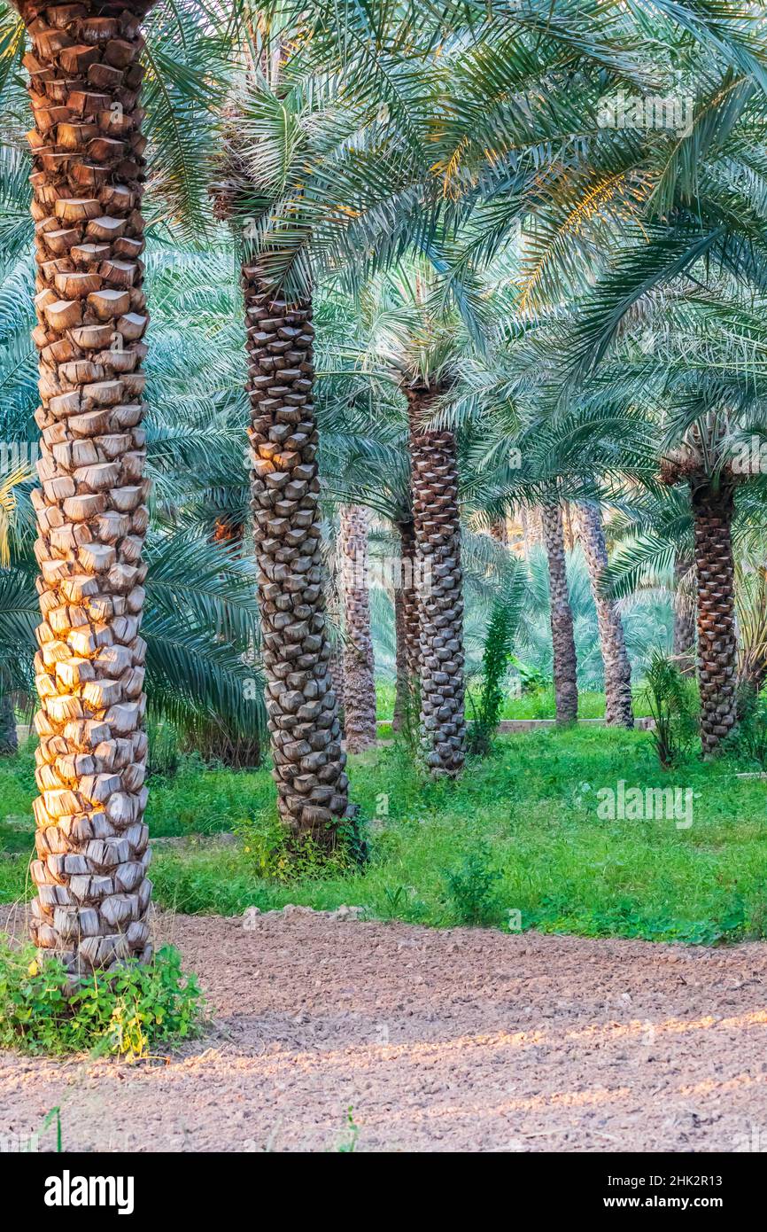 Middle East, Arabian Peninsula, Oman, Ad Dakhiliyah, Nizwa. Palm trees ...