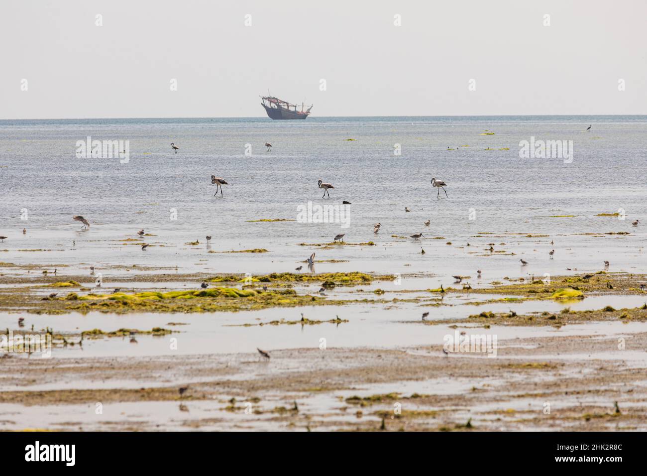 Middle East, Arabian Peninsula, Al Batinah South, Mahout. Flamingos and ...