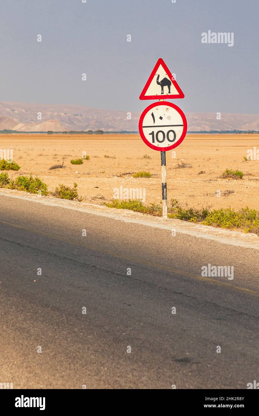 Middle East, Arabian Peninsula, Al Batinah South. Camel crossing and ...