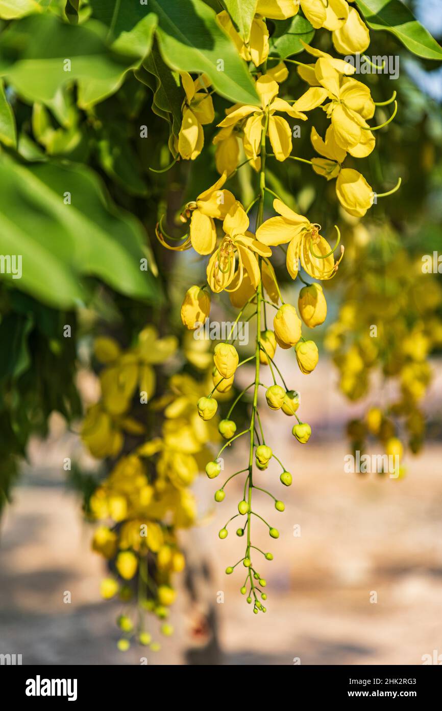Middle East, Arabian Peninsula, Oman, Muscat, Quriyat. Yellow blossoms ...