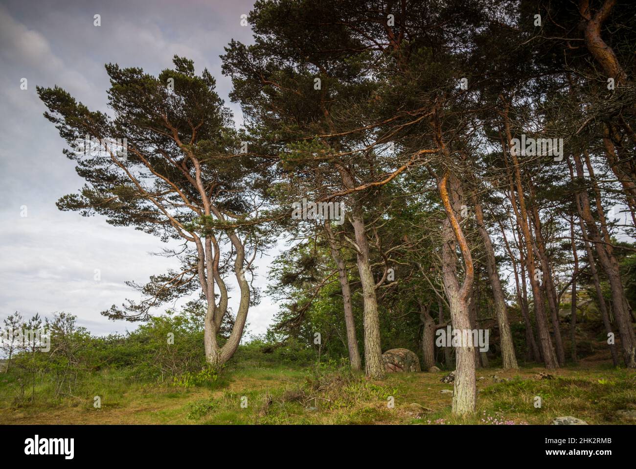 Sweden, Bohuslan, Salto Island, coastal trees Stock Photo - Alamy