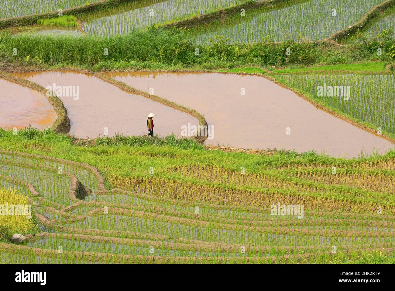 Vietnam . Rice paddies in the highlands of Sapa Stock Photo - Alamy