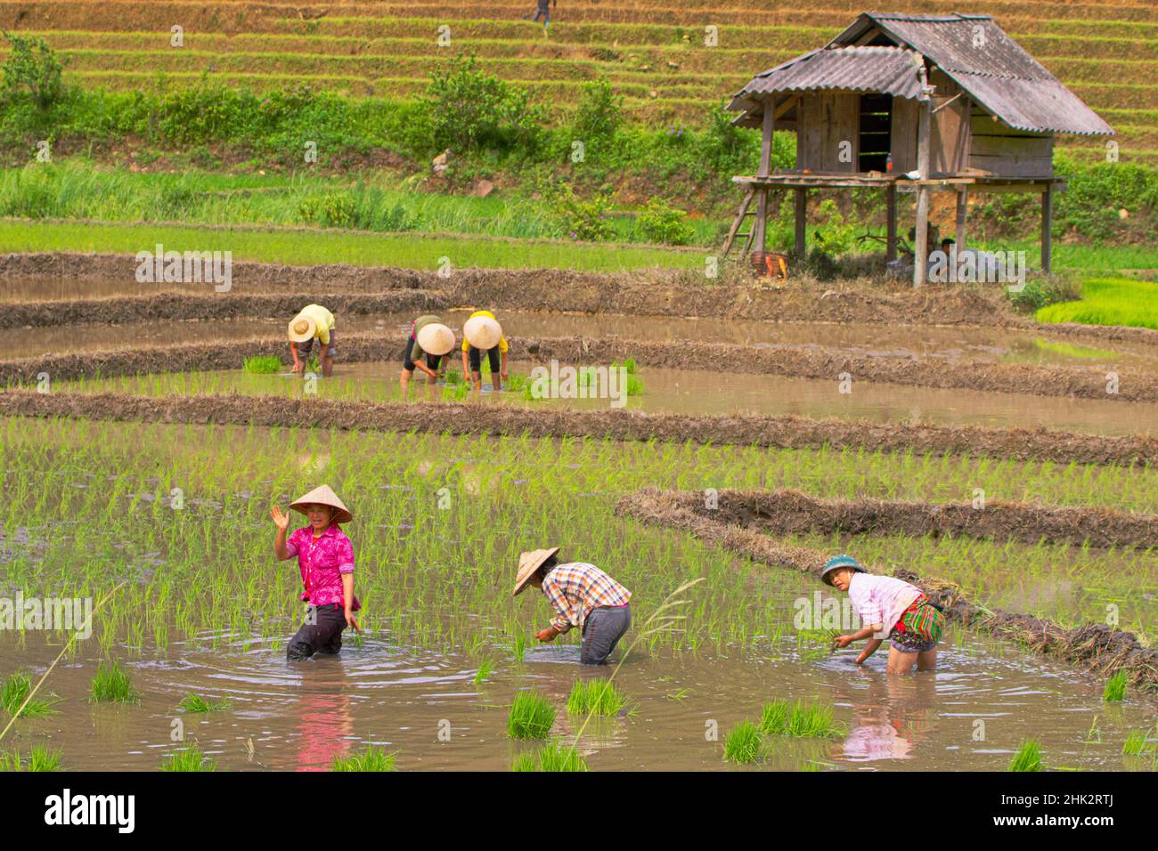 Vietnam . Rice paddies in the highlands of Sapa Stock Photo - Alamy