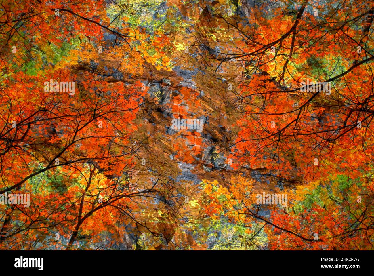 Autumn tree abstract Stock Photo - Alamy
