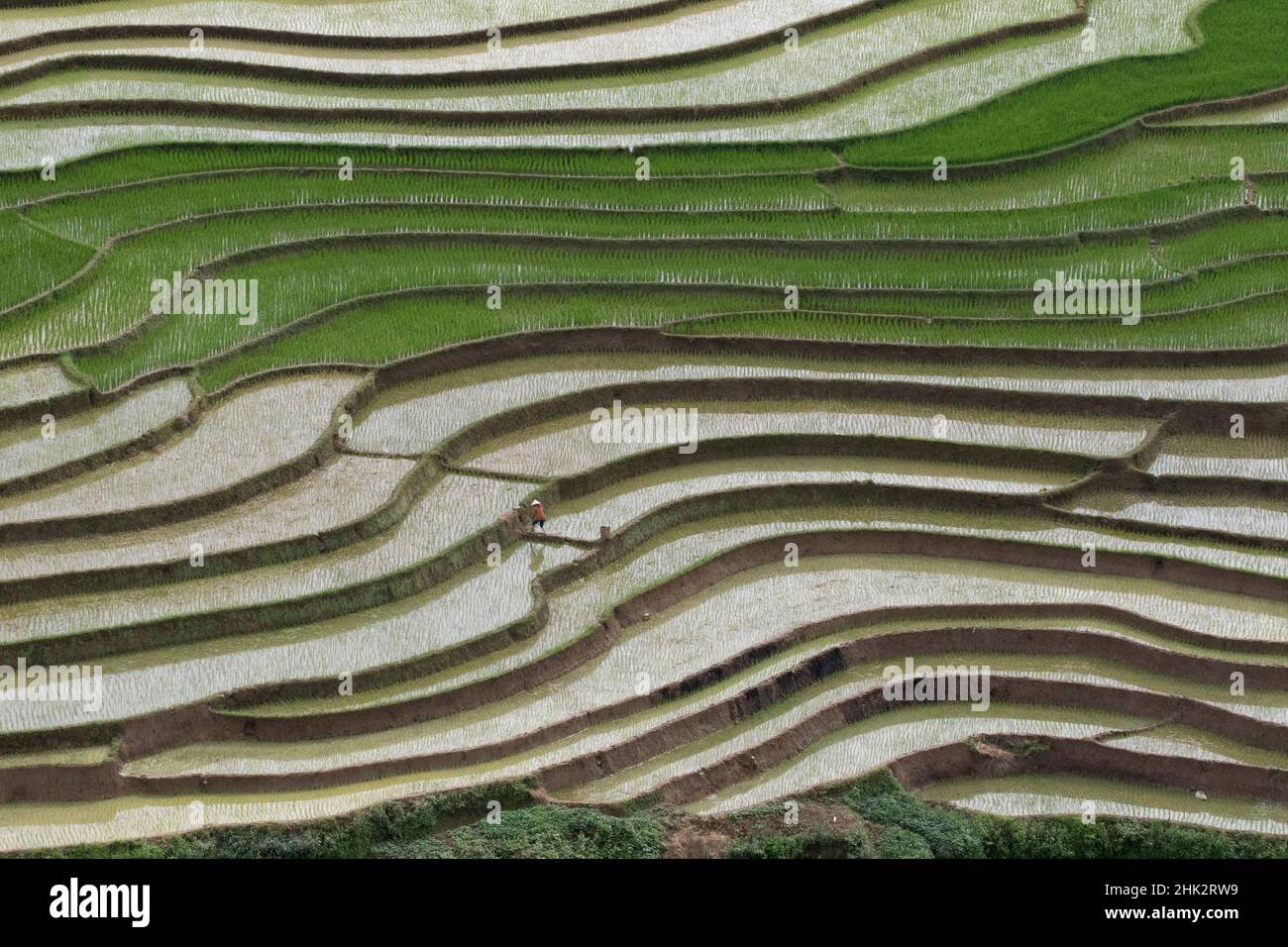 Vietnam . Rice paddies in the highlands of Sapa Stock Photo - Alamy