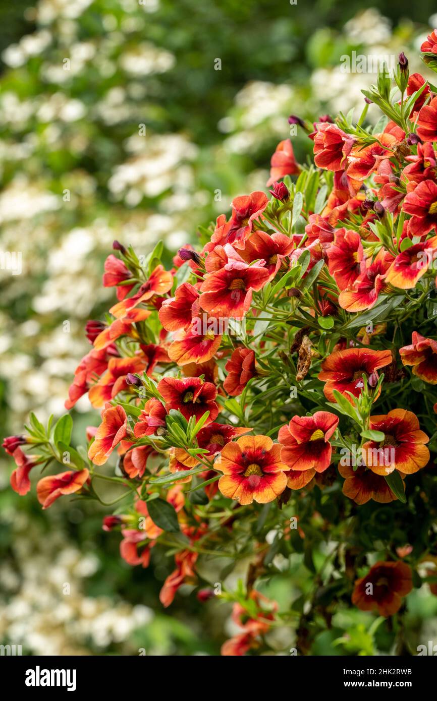 Hanging planters of Calibrachoa, or Million Bells or Trailing Petunia ...