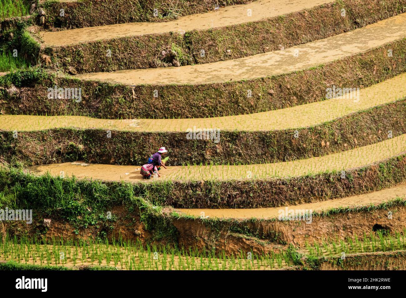 Vietnam . Rice paddies in the highlands of Sapa Stock Photo - Alamy