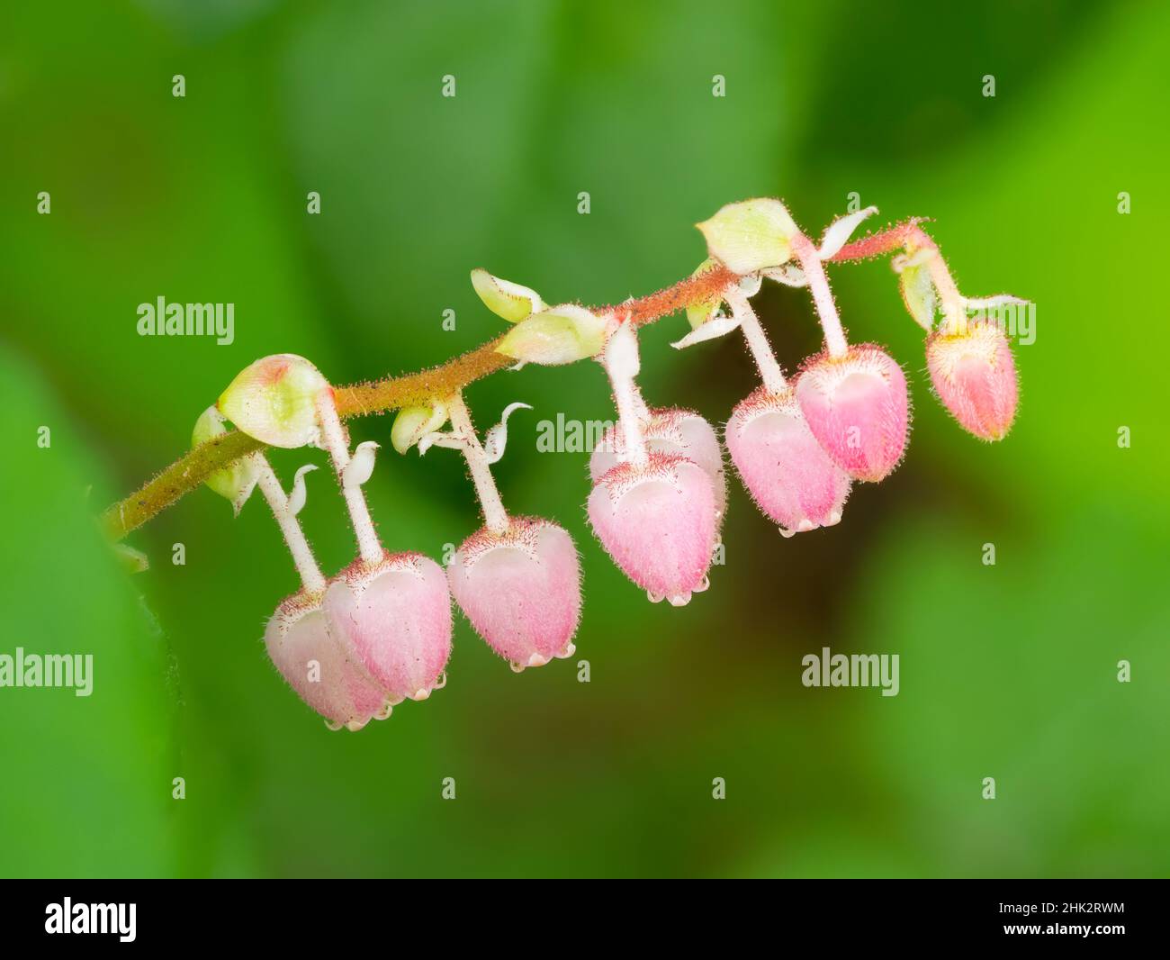 Salal shrub hi-res stock photography and images - Alamy