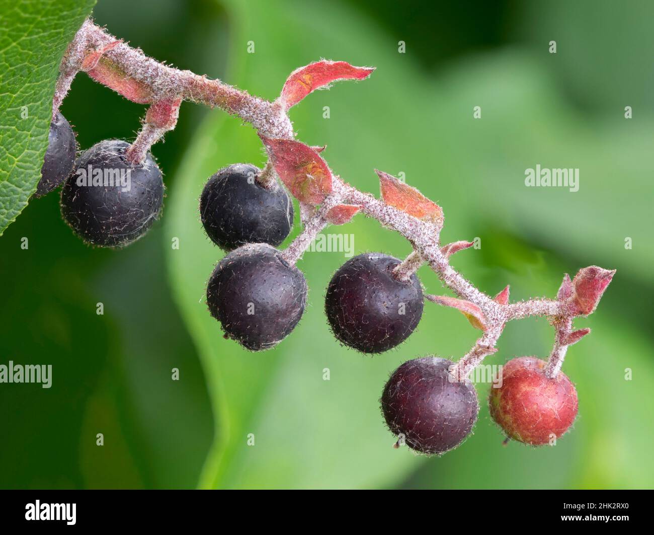 Gaultheria shallon salal summer hi-res stock photography and images - Alamy