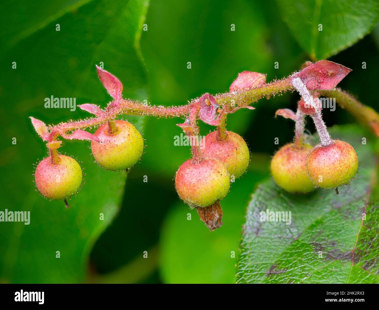Salal shrub hi-res stock photography and images - Alamy