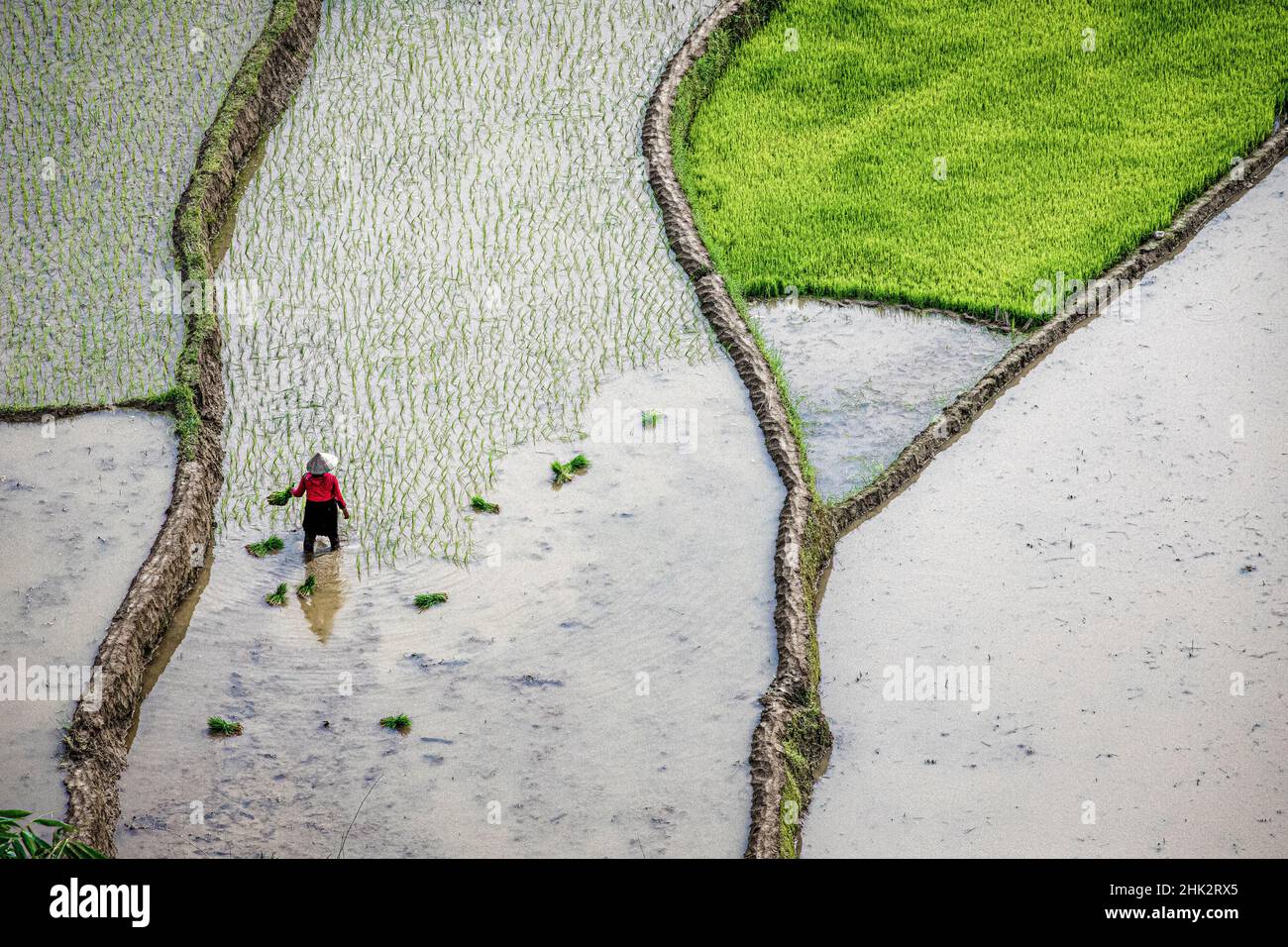 Vietnam . Rice paddies in the highlands of Sapa Stock Photo - Alamy
