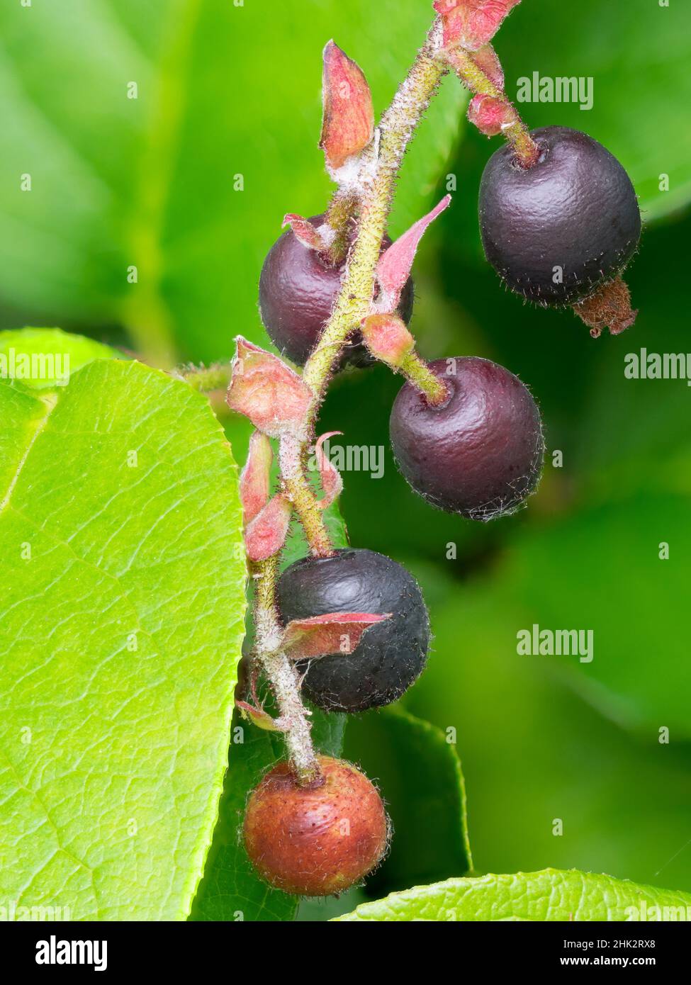 Salal shrub hi-res stock photography and images - Alamy