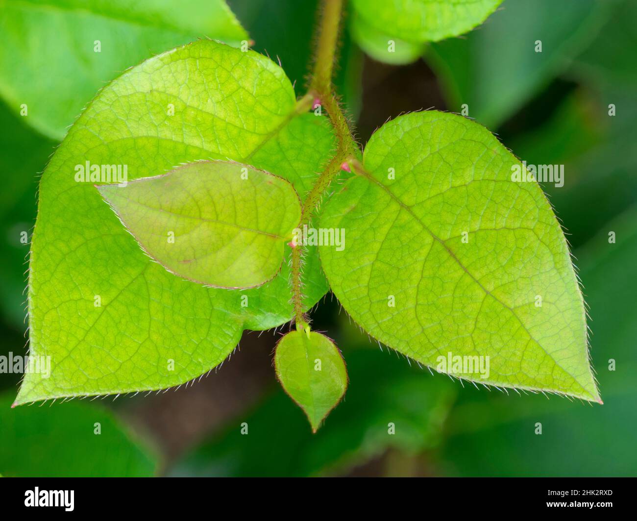 Judy leaves hi-res stock photography and images - Alamy