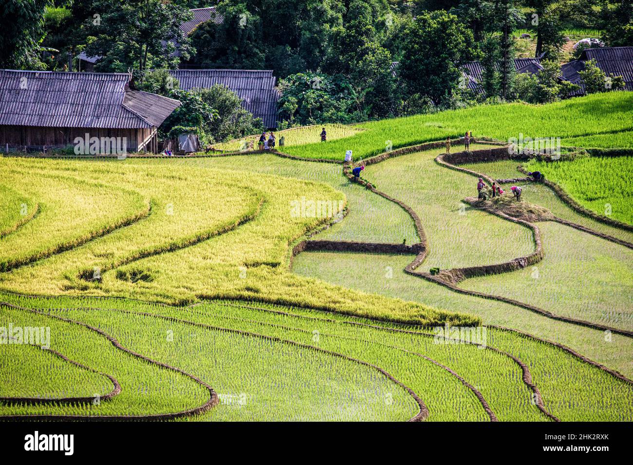 Vietnam . Rice paddies in the highlands of Sapa Stock Photo - Alamy