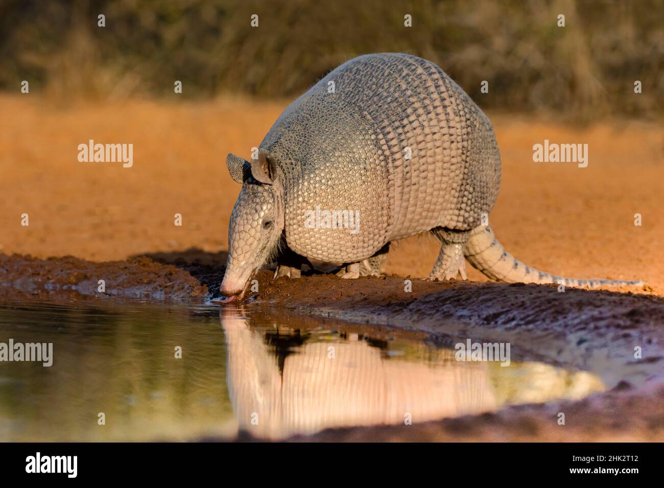 Nine-banded Armadillo (Dasypus novemcinctus) drinking Stock Photo - Alamy