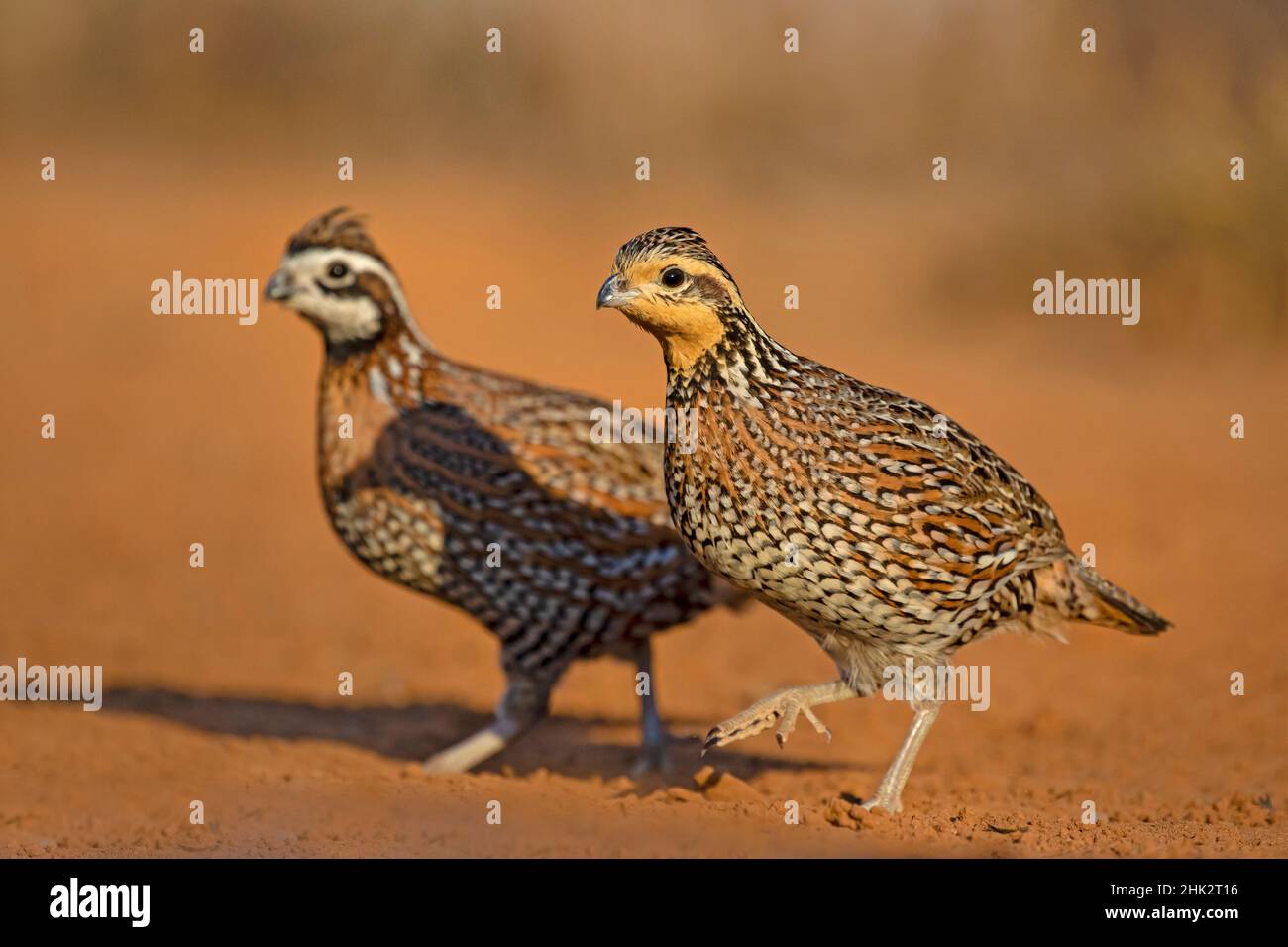 Northern Bobwhite (Colinus virginianus) pair Stock Photo - Alamy