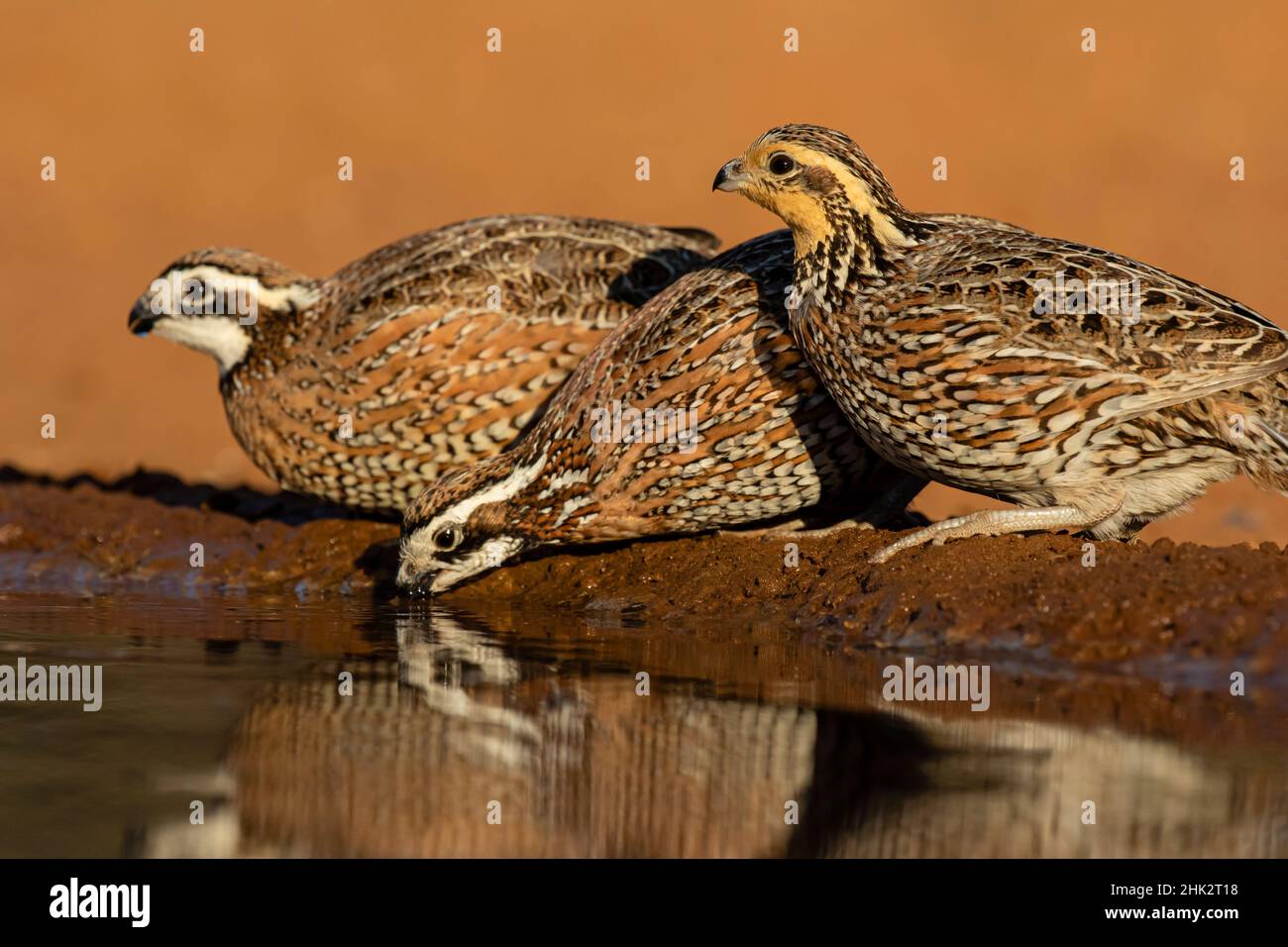 Northern Bobwhite (Colinus virginianus) drinking Stock Photo - Alamy