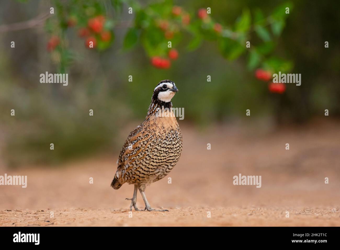 Colinus virginianus hi-res stock photography and images - Alamy