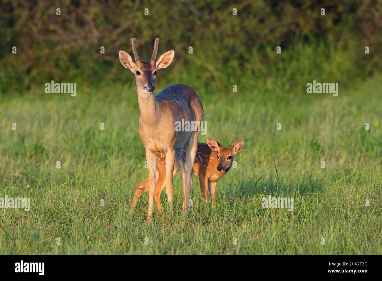 White-tailed Deer (Colinus virginianus) in grassy habitat Stock Photo ...