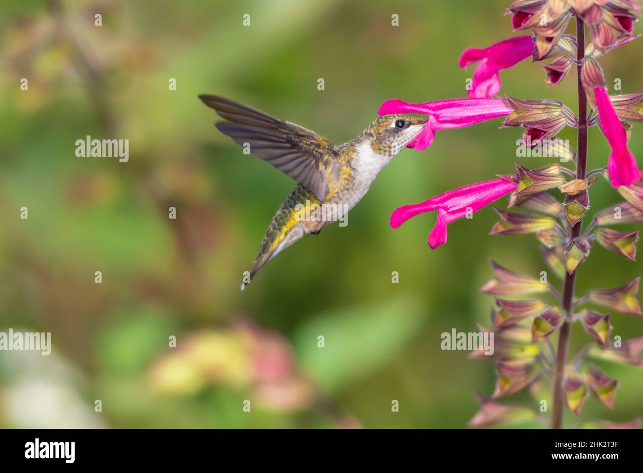 Ruby-throated Hummingbird (Archilochus colubris) at Salvia Fuchsia ...