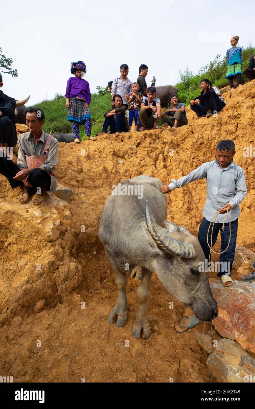 Vietnam. Open market where cows are bartered and food is sold. Sapa ...