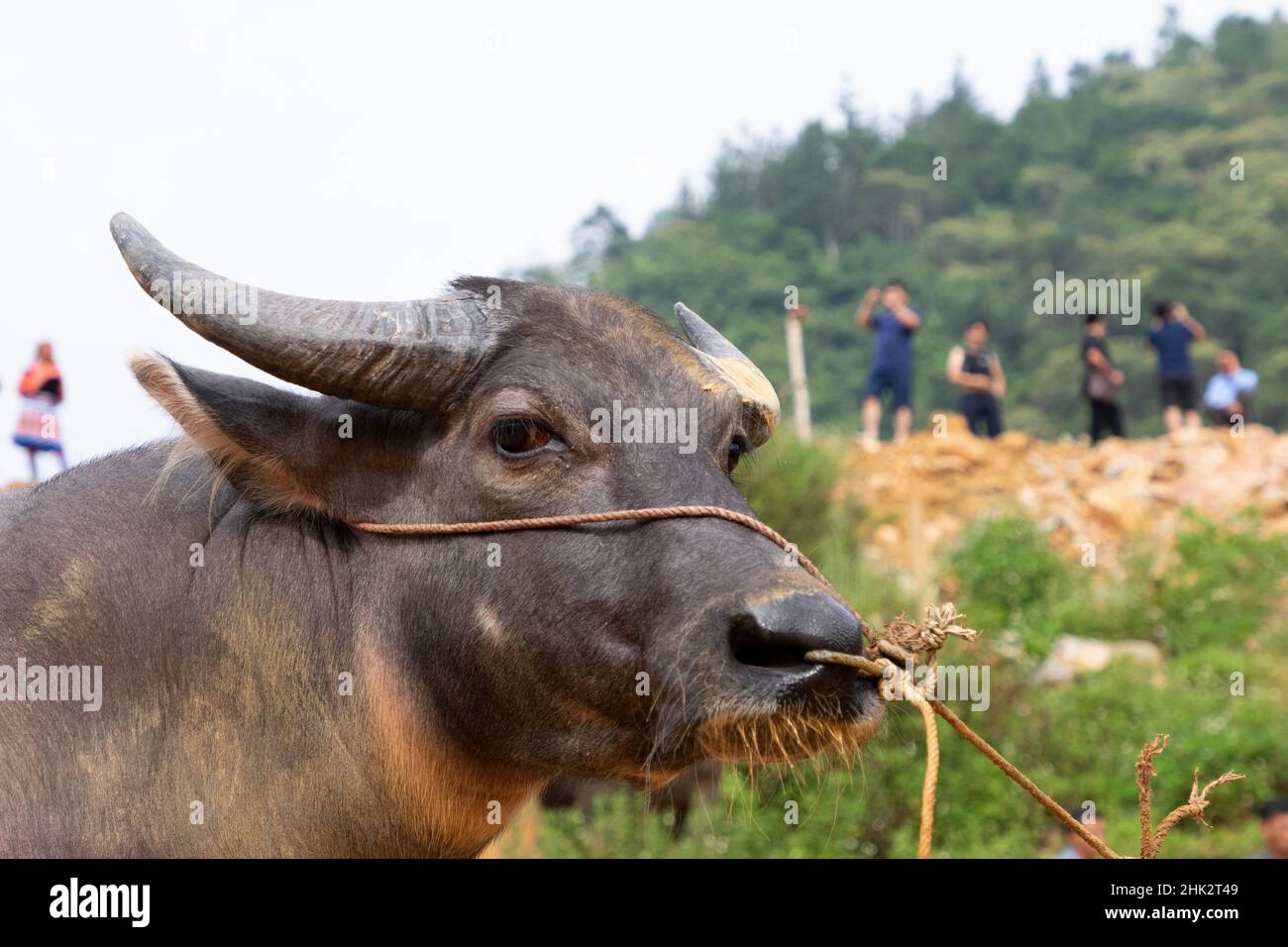 Vietnam. Open market where cows are bartered and food is sold. Sapa ...