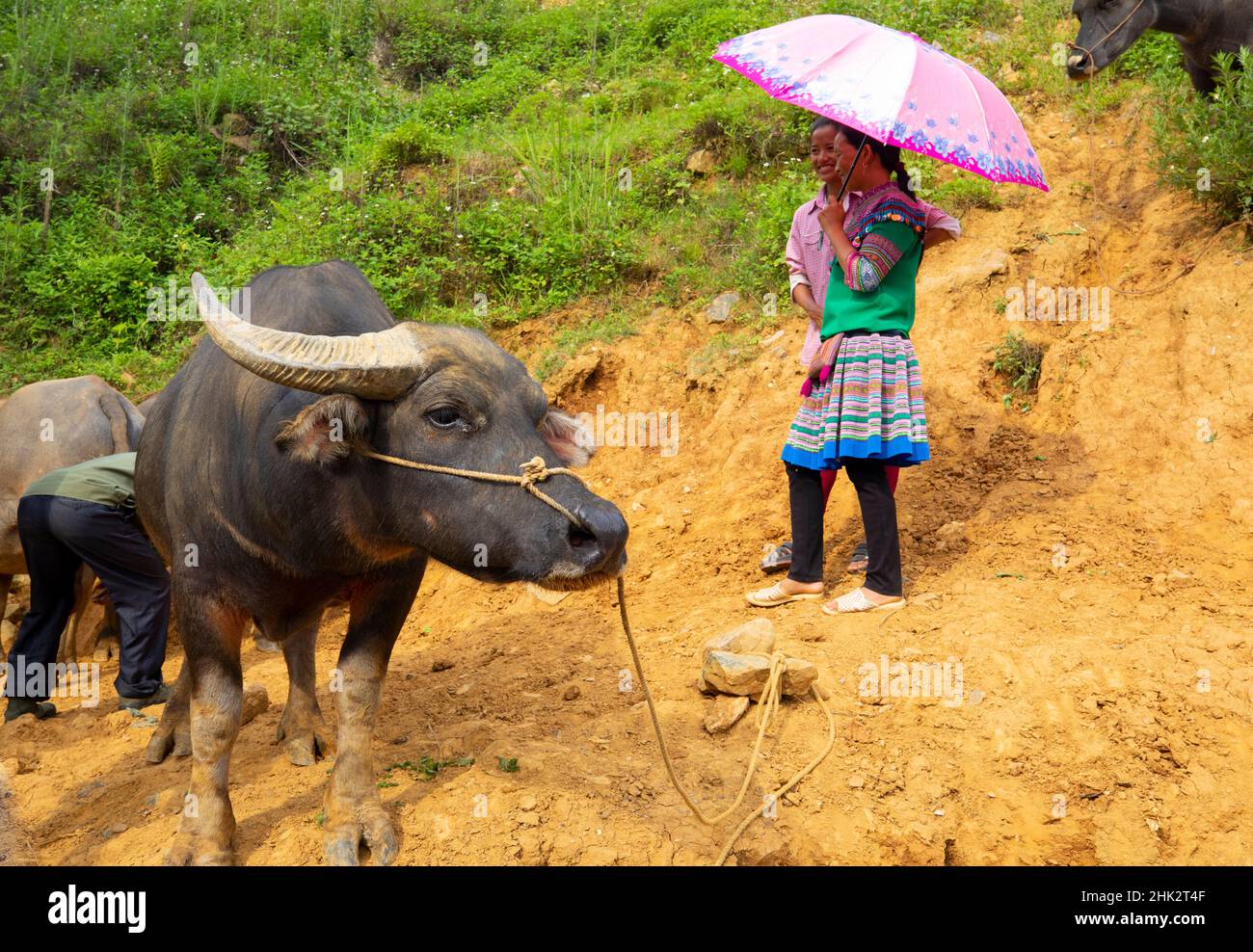 Bac si hi-res stock photography and images - Alamy