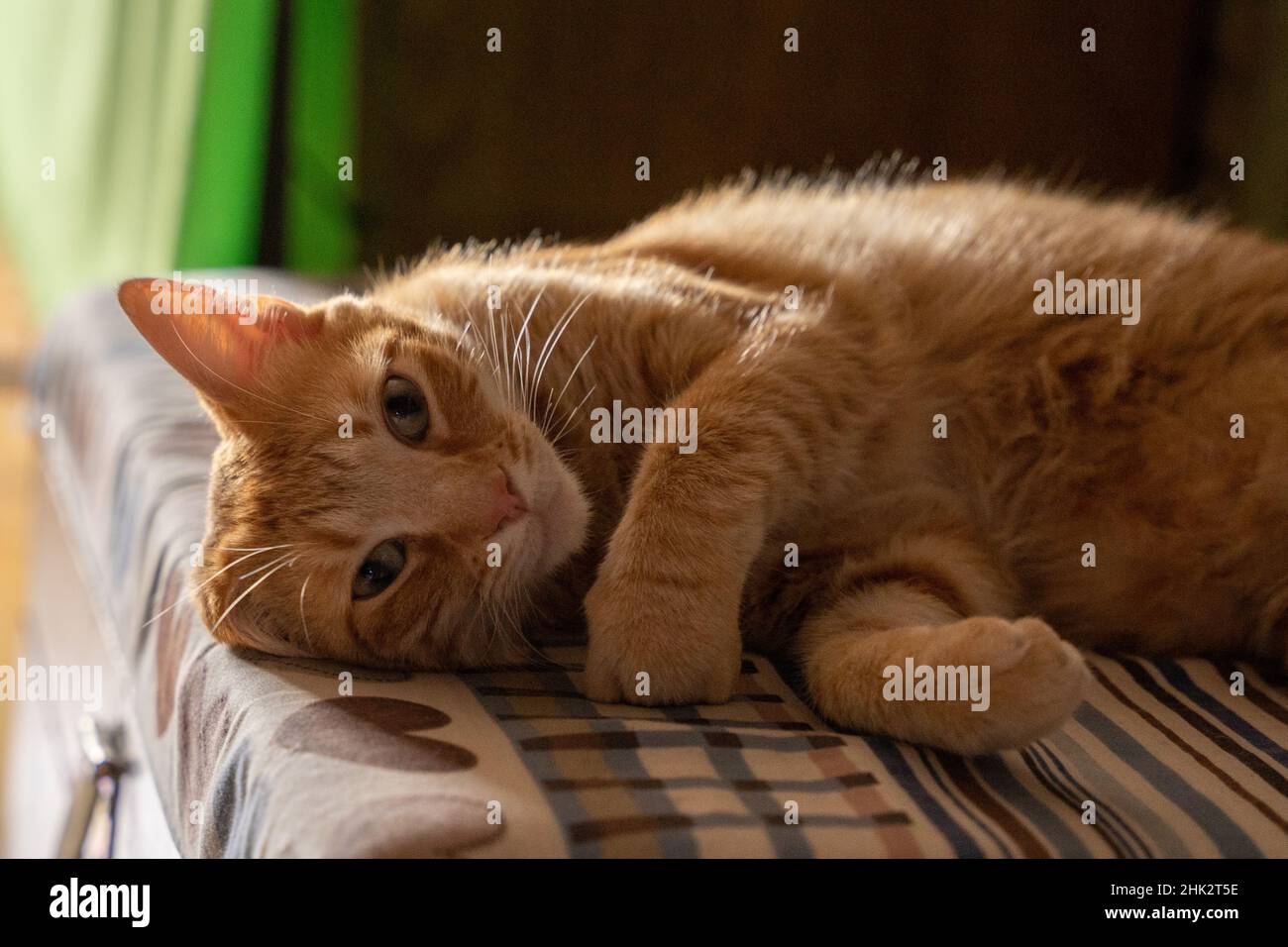 Closeup of a cute lying ginger cat looking at the camera Stock Photo ...