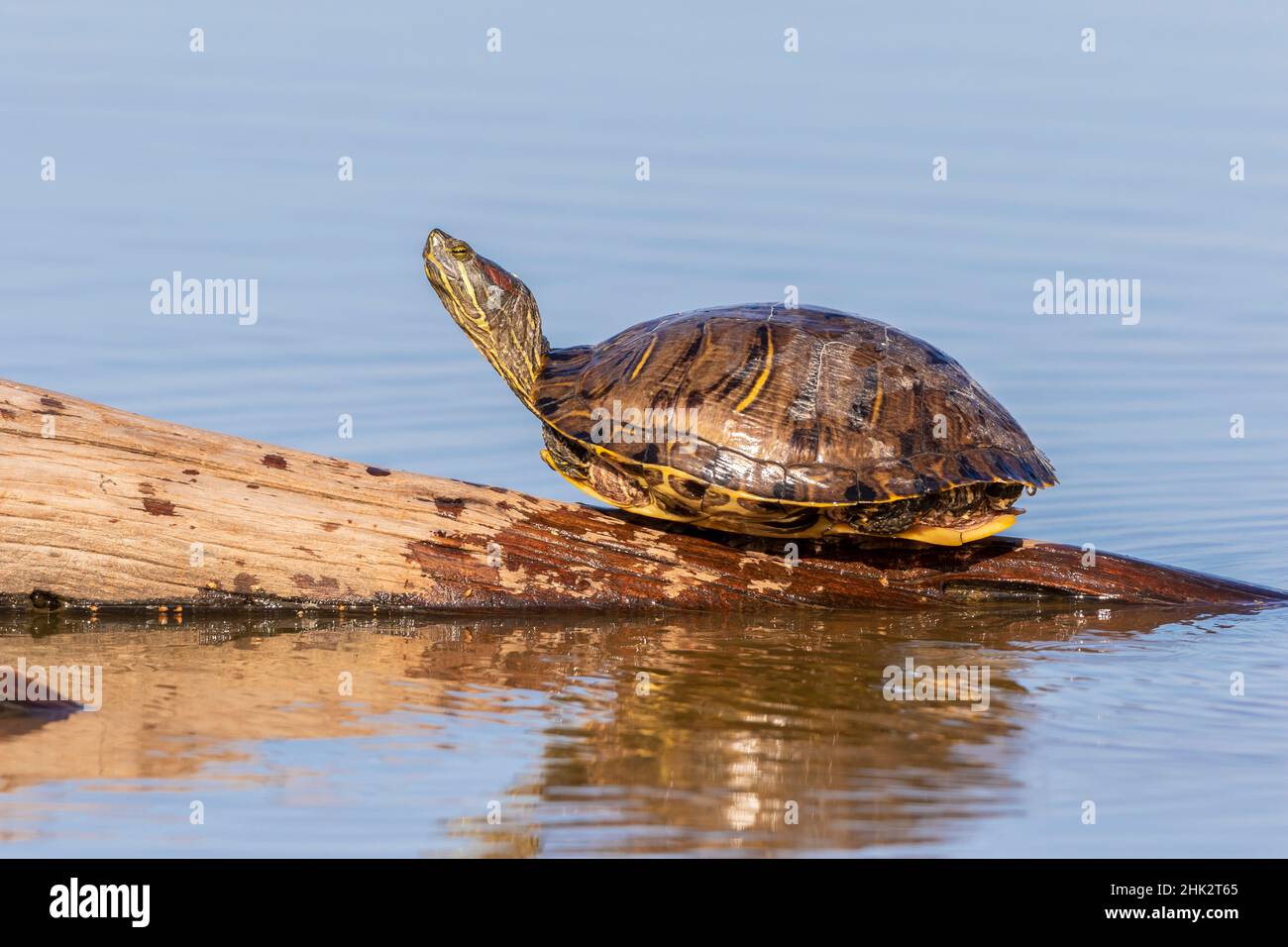 Red-eared Slider(Trachemys scripta elegans) on log in wetland Marion ...