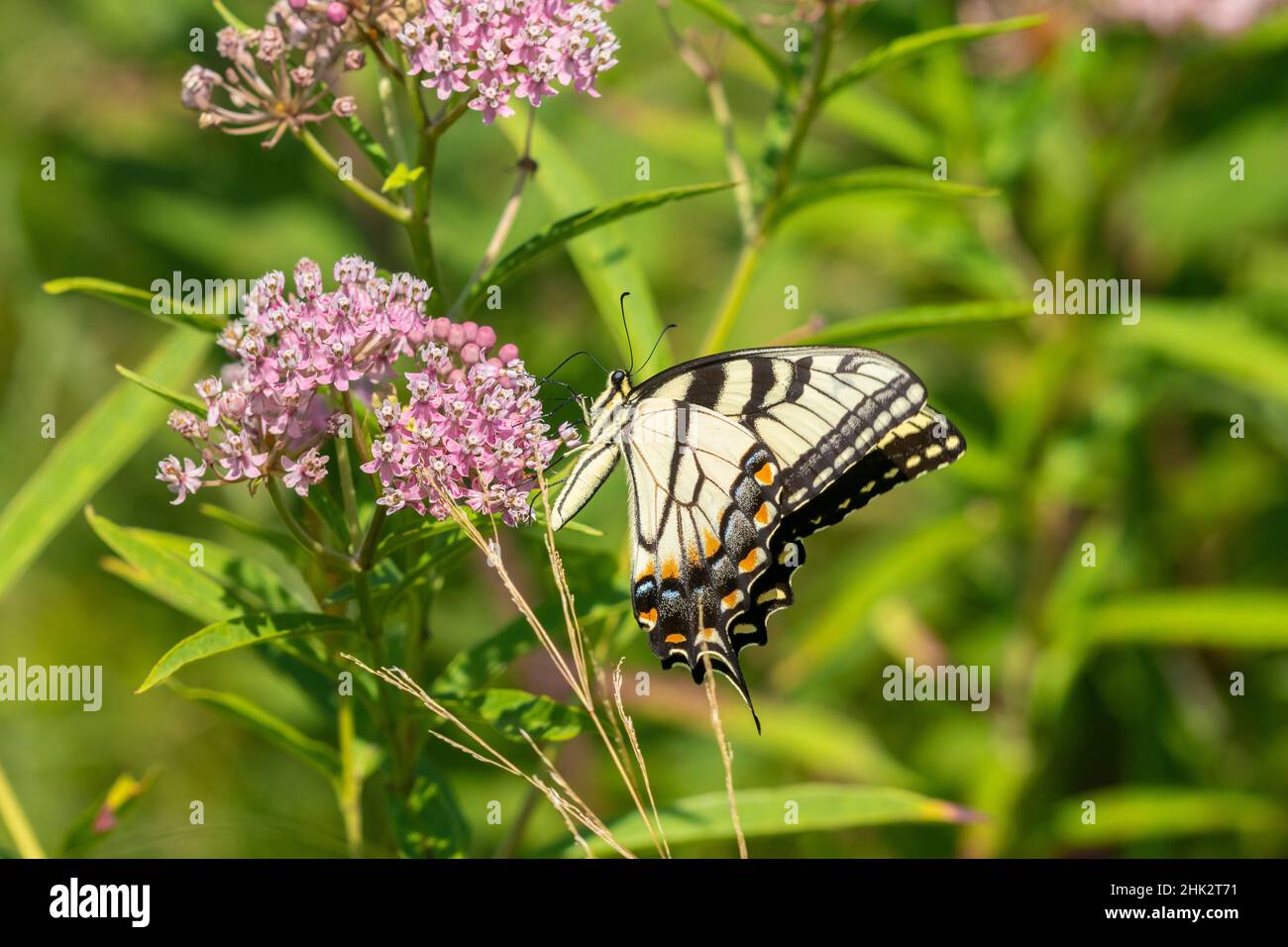 Eastern Tiger Swallowtail (Papilio glaucus) on Swamp Milkweed ...
