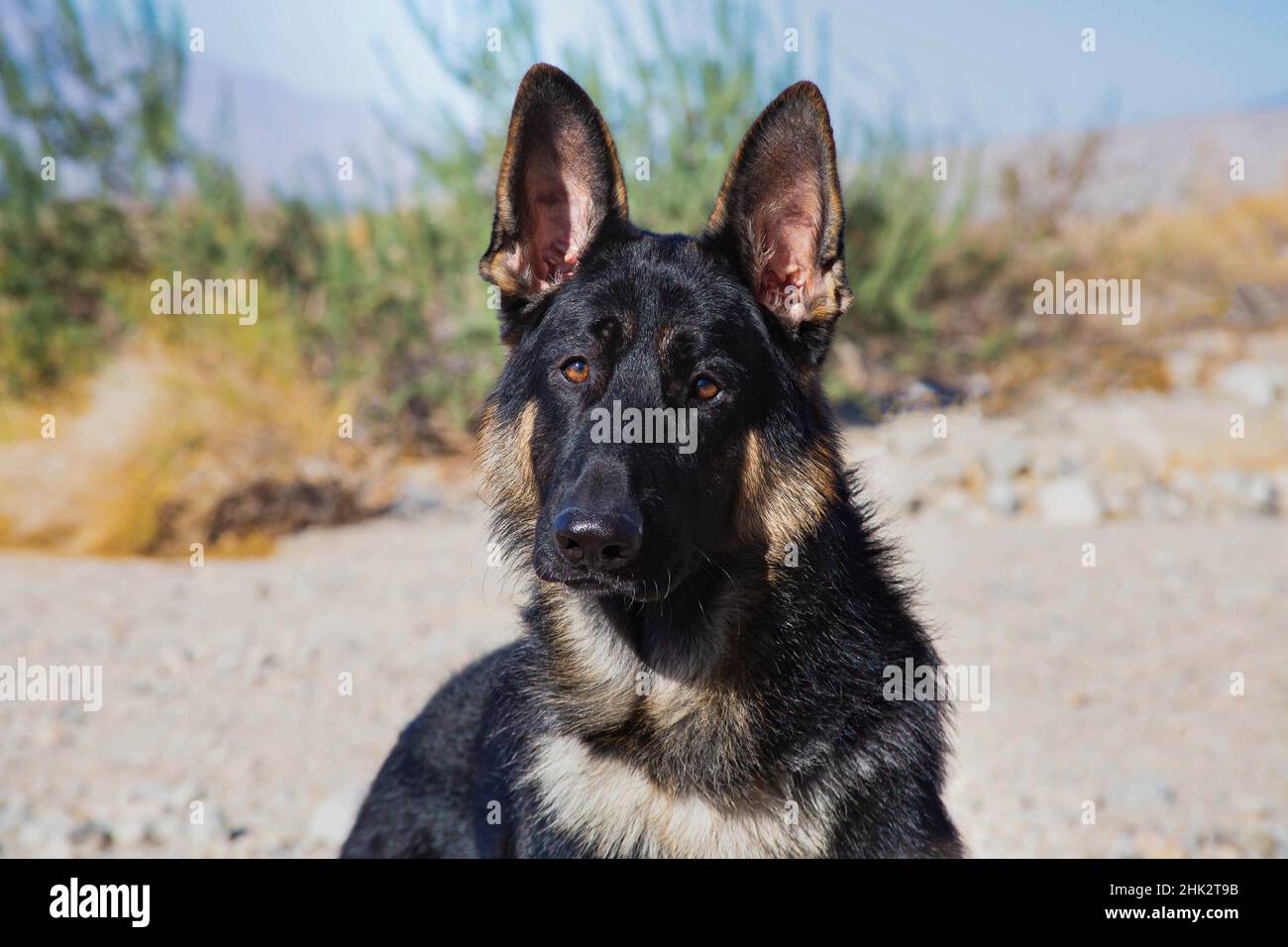 German Shepherd in the Coachella Valley, California Stock Photo - Alamy