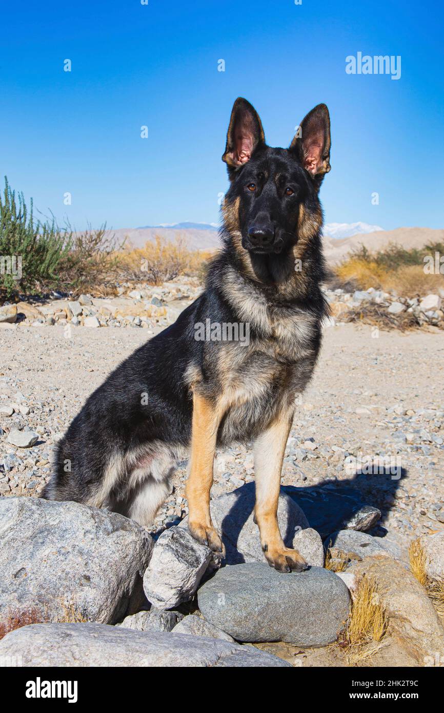 German Shepherd in the Coachella Valley, California Stock Photo - Alamy