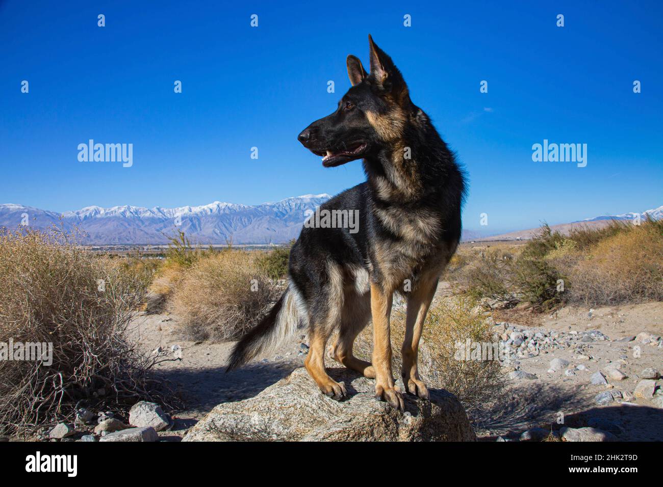 German Shepherd in the Coachella Valley, California Stock Photo - Alamy